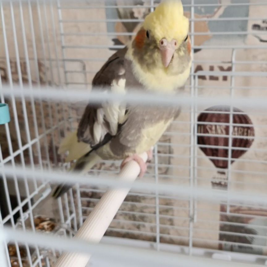 Продам попугая "Корелла" самка