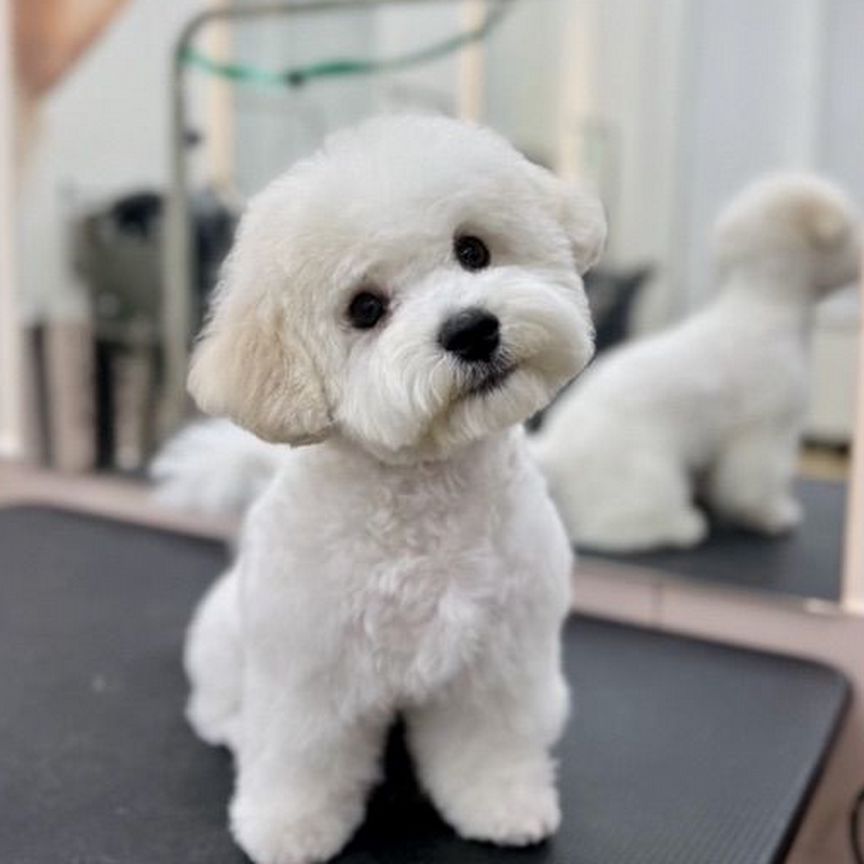 Бишон фризе, щенок