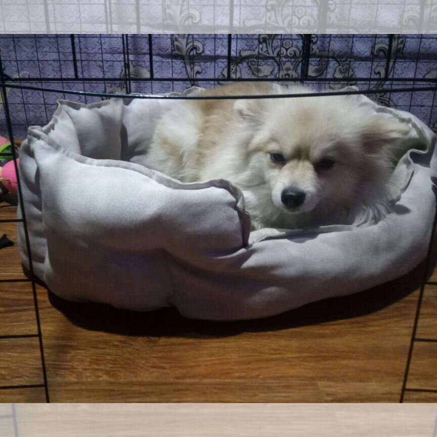 Померанский шпиц, взрослая собака