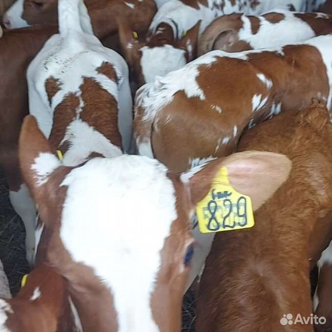 Бычки сементалы