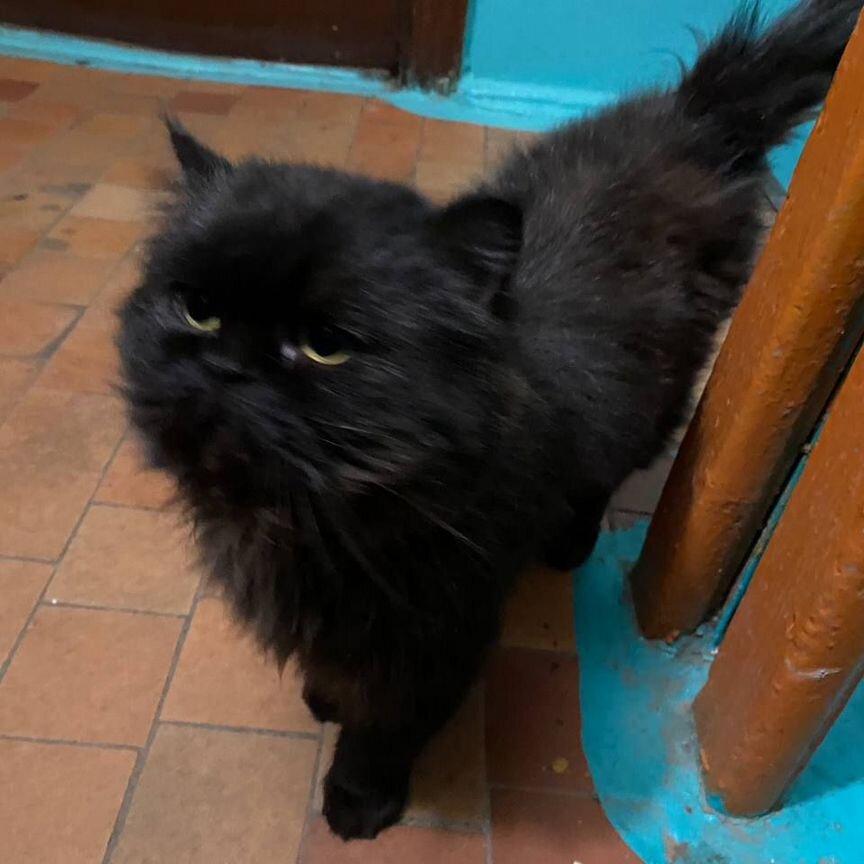 Котик в добрые руки