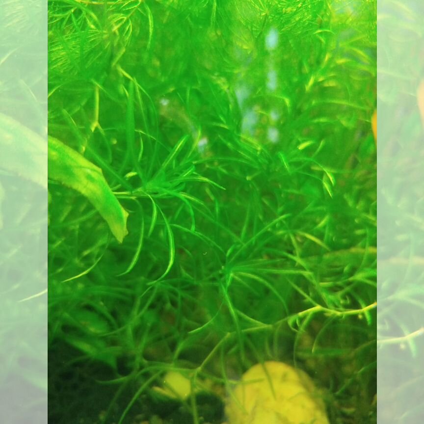 Растение в аквариумное