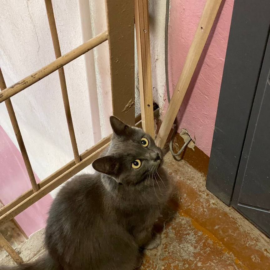 Кошка в добрые руки