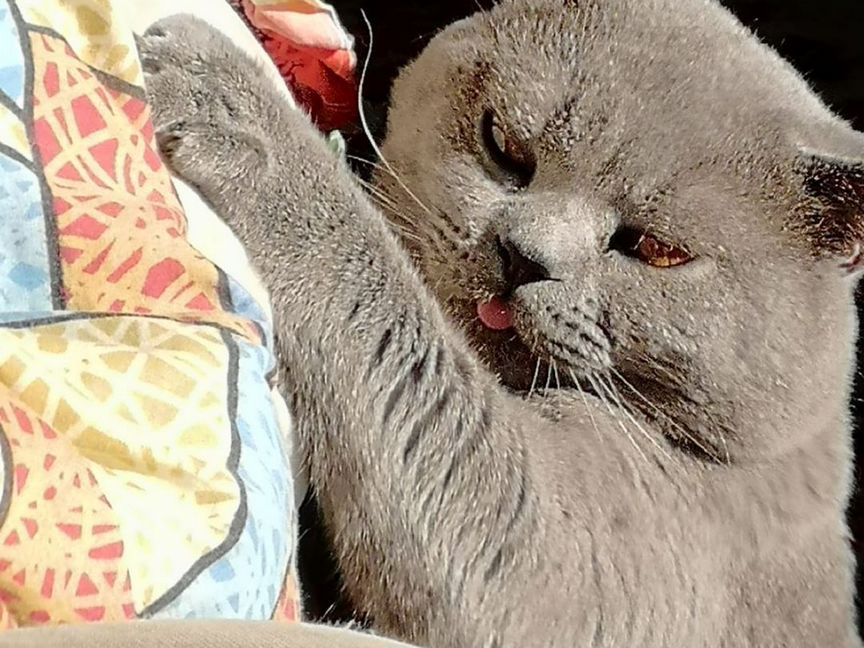 Британский кот