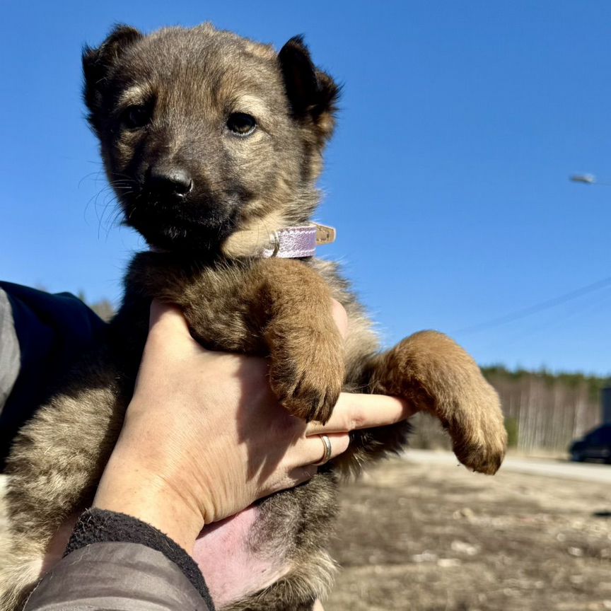 Щенок в добрые руки бесплатно