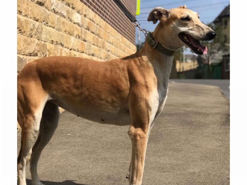 Хортая борзаяв в добрые руки