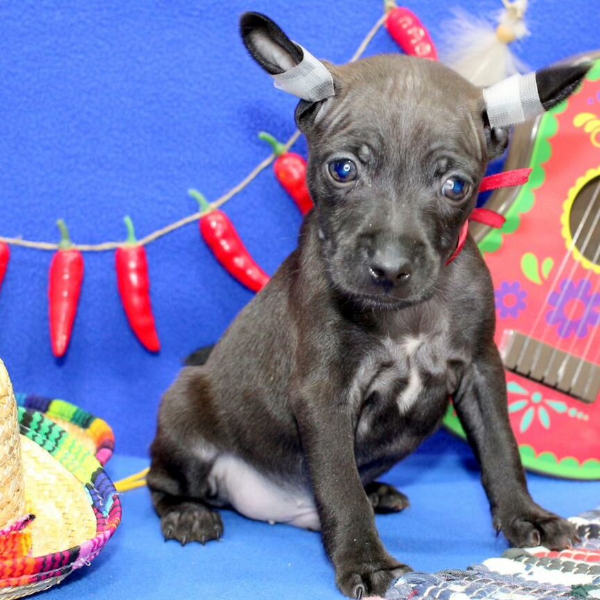 Мексиканская голая собака, щенок