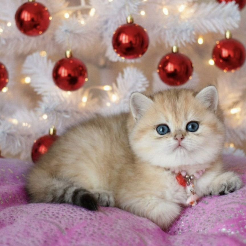 Британский короткошёрстный котёнок