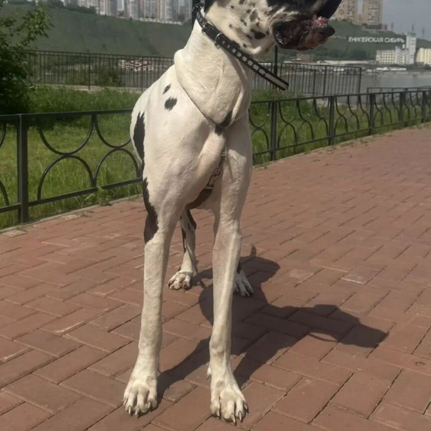 Немецкий дог, взрослая собака