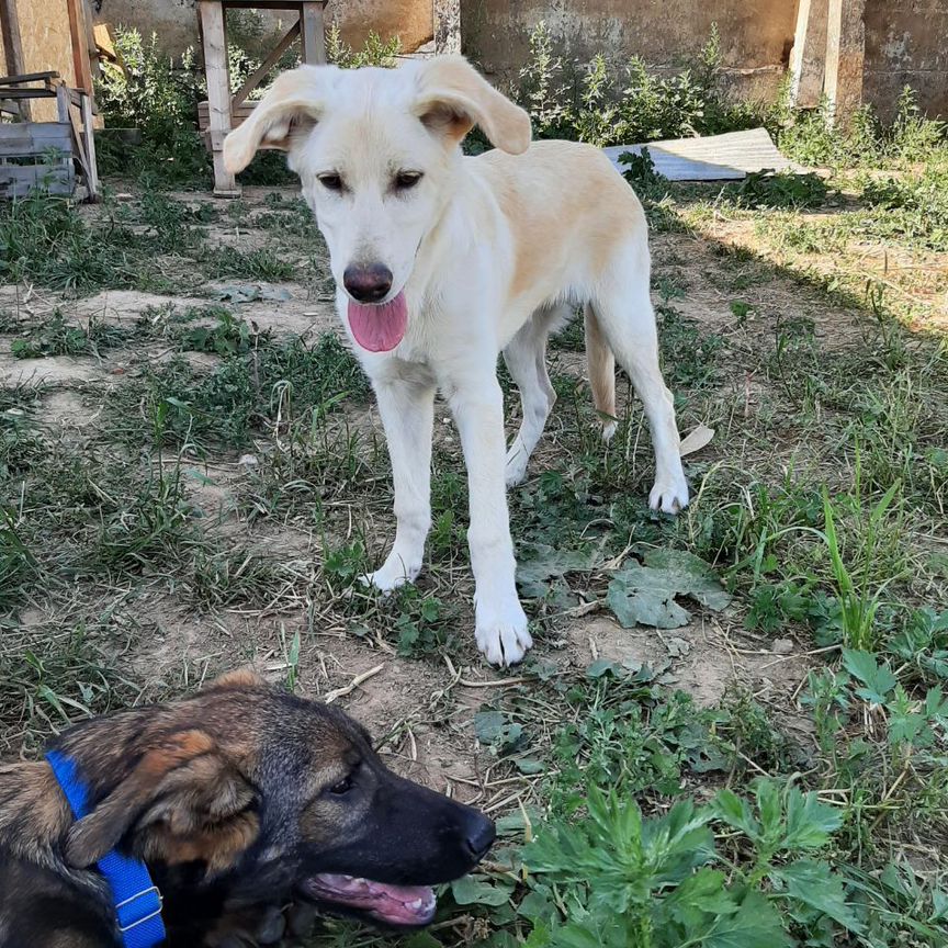 Зефир ищет дом