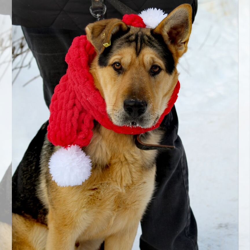 Взрослый пёс в добрые руки