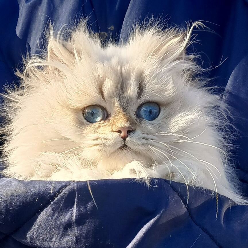 Британский длинношёрстный котик