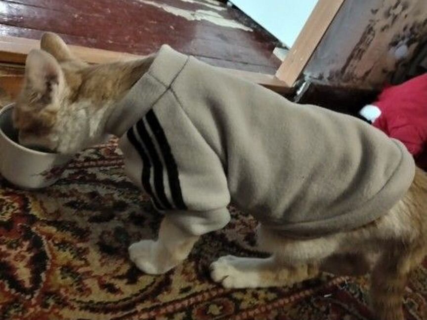 Кошачья кофта