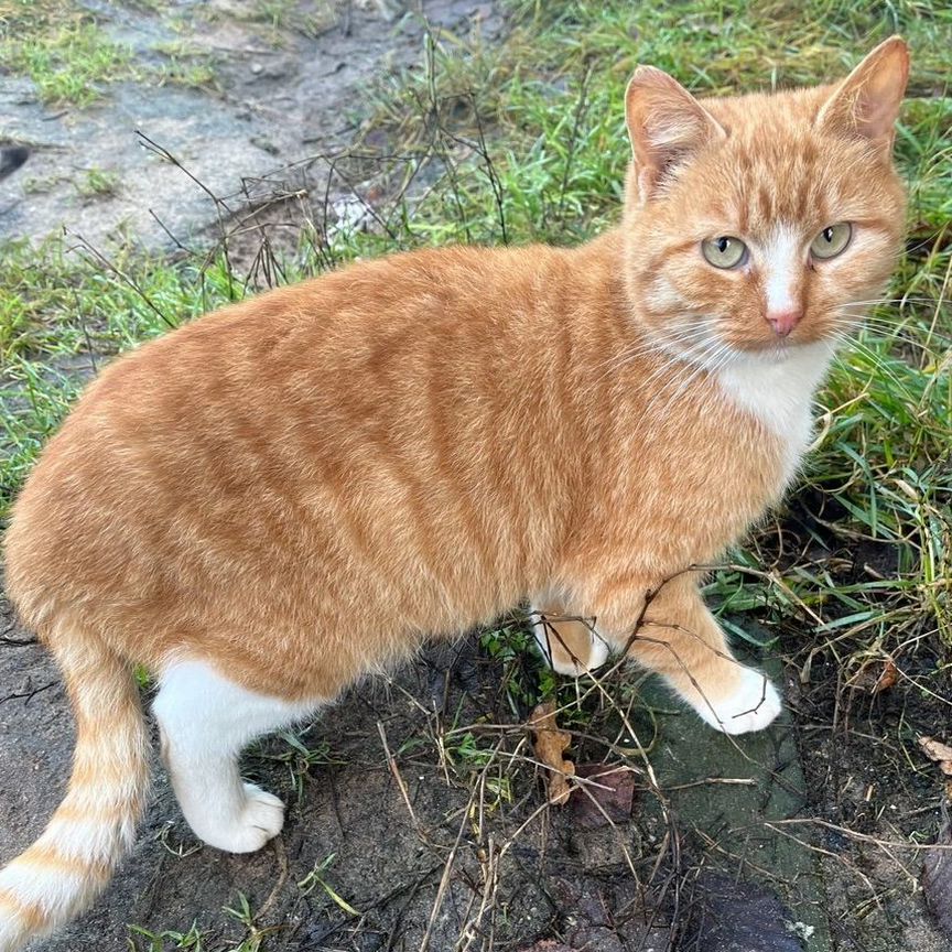 Котику нужен дом