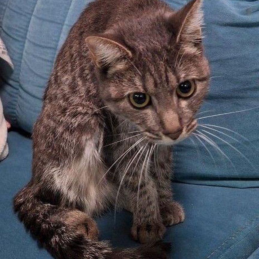 Кот в подъезде