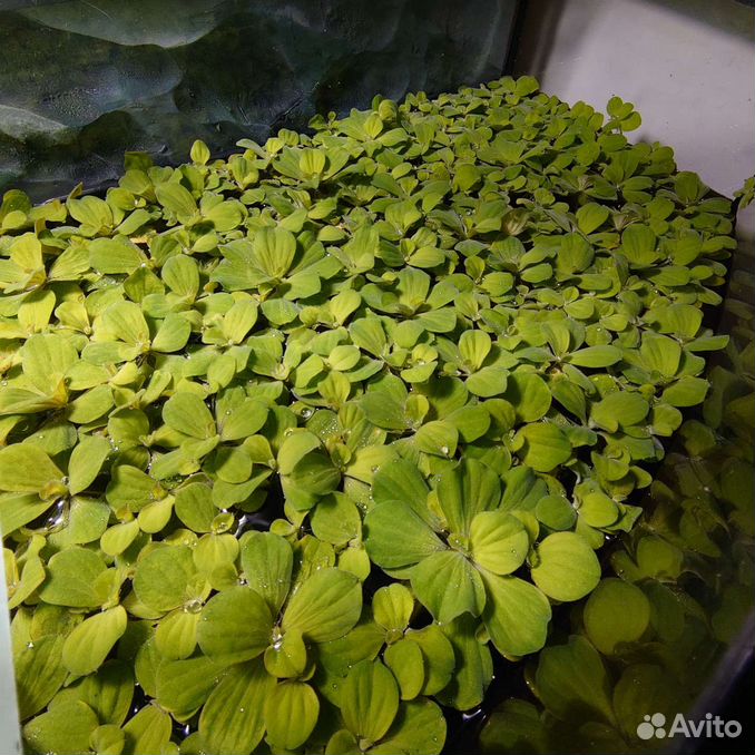 Пистия (аквариумная капуста)