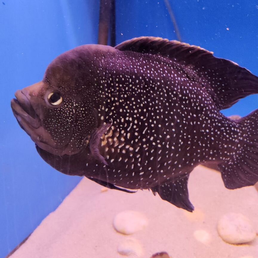 Паратилляпия поллени