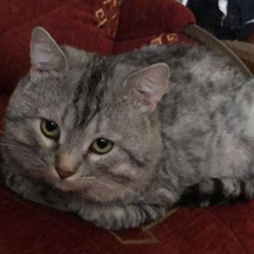 Кошки в добрые руки породистые