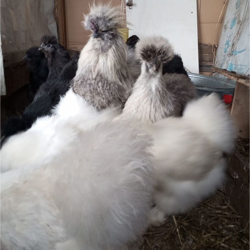Продам кур породы китайские шёлковые