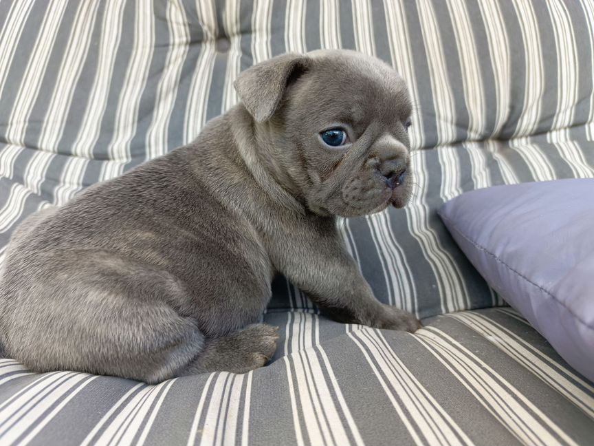 Голубоглазые французики