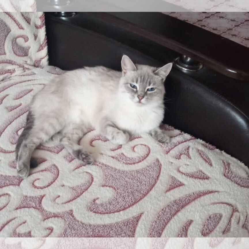 Котенок подросток привитая милота