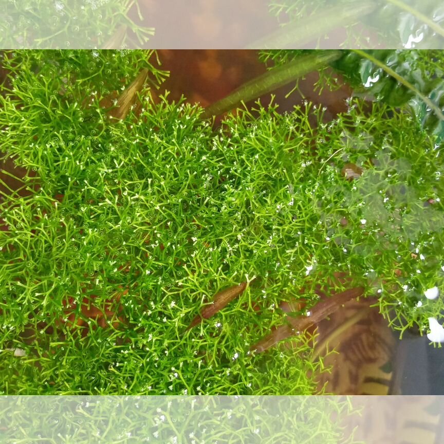 Живые водоросли Ричия