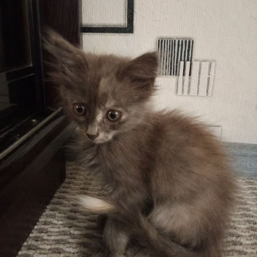 Котенок девочка