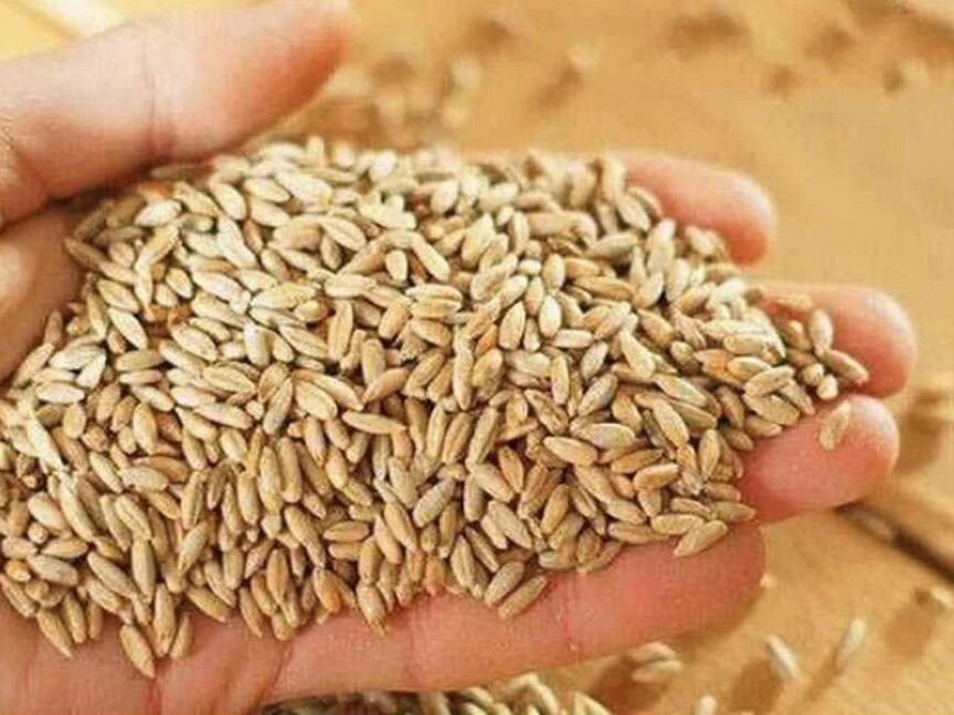 Зерно пшеница