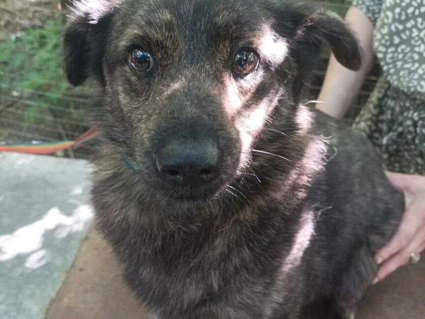 Живу в приюте. Маленькая собачка