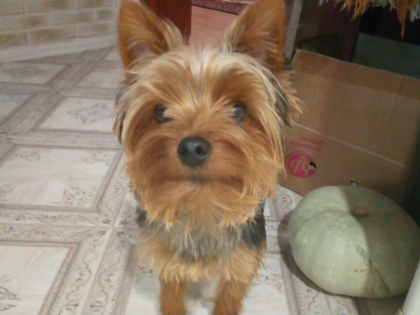 Йоркширский терьер вязка