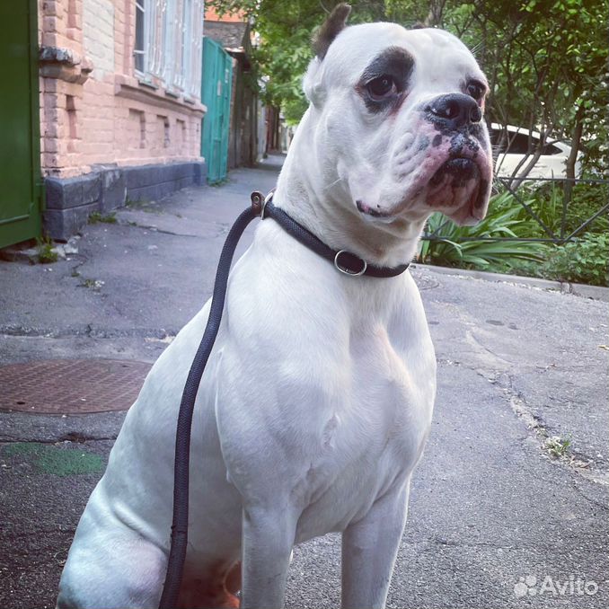 Боксер вязка