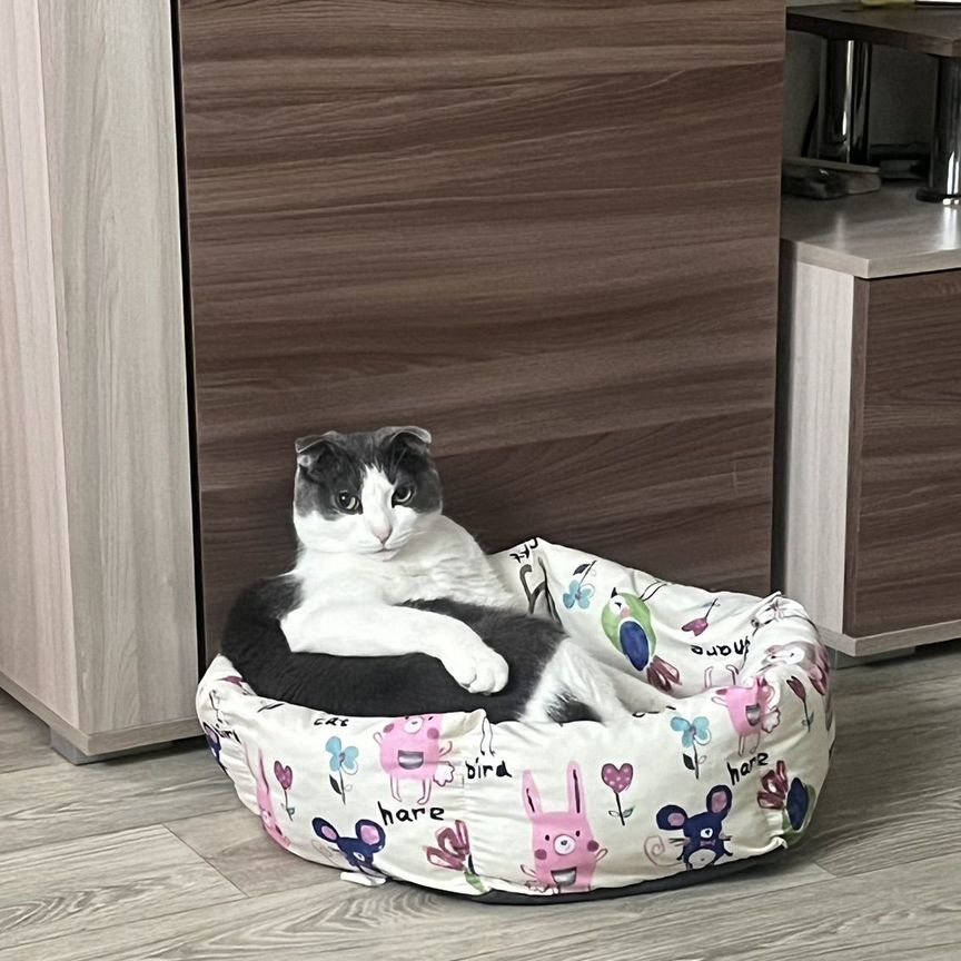 Отдам бесплатно