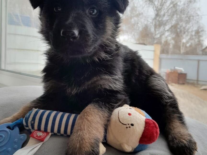 Щенки немецкой овчарки