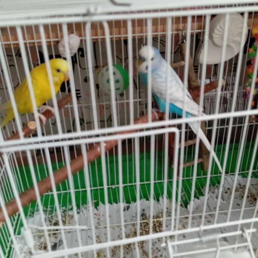 Волнистые попугаи