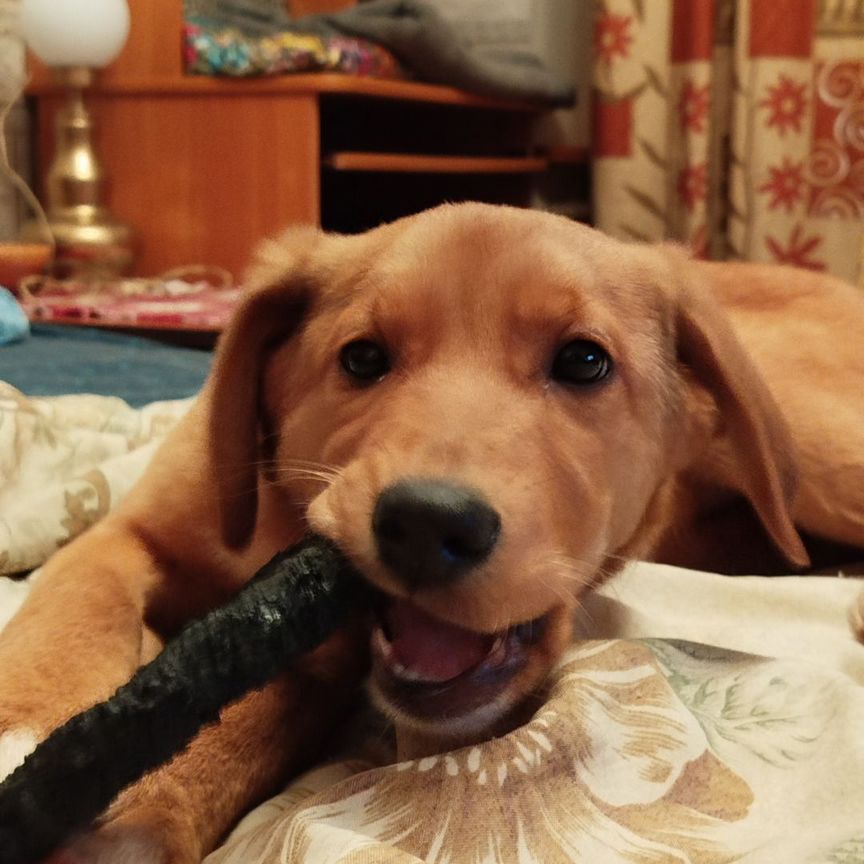 Щенок в добрые руки