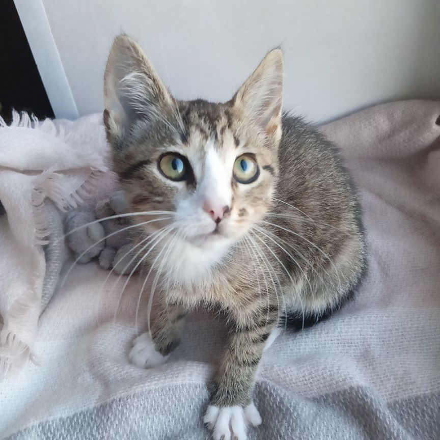 Котёнок в добрые руки