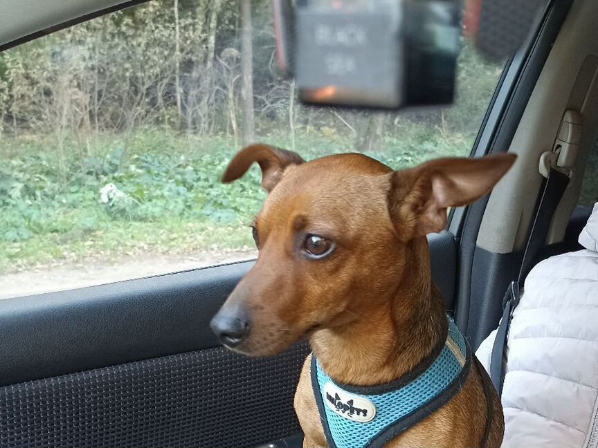 Цвергпинчер в добрые руки