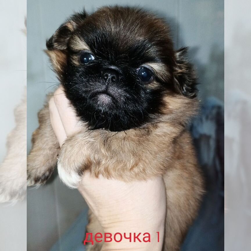 Мишки пекинесики