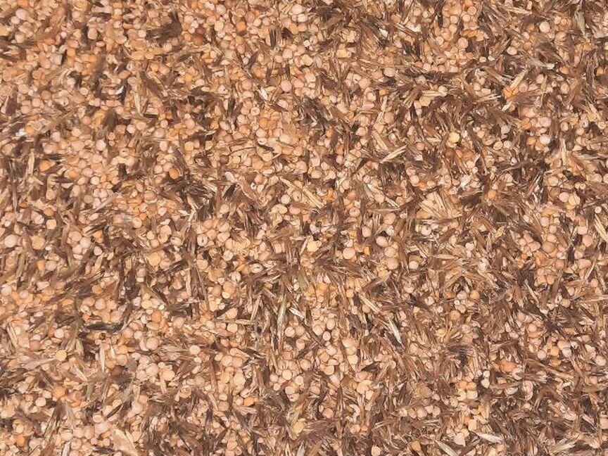 Горох кормовой