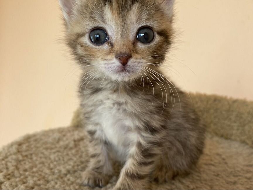 Котенок в добрые руки бесплатно