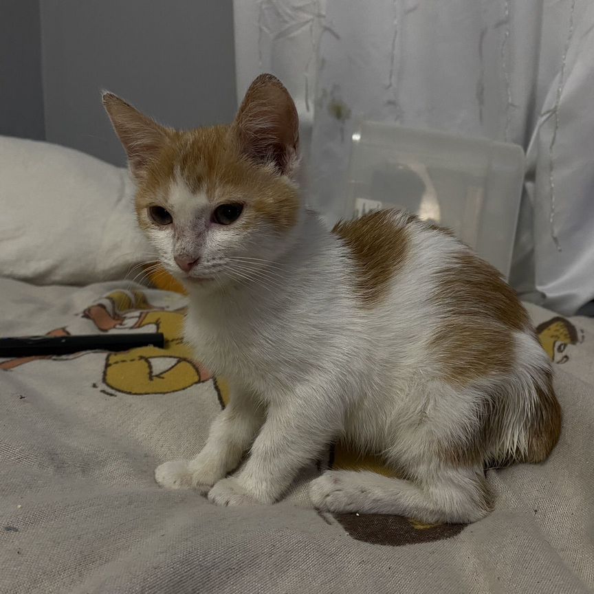 Котенок в добрые руки