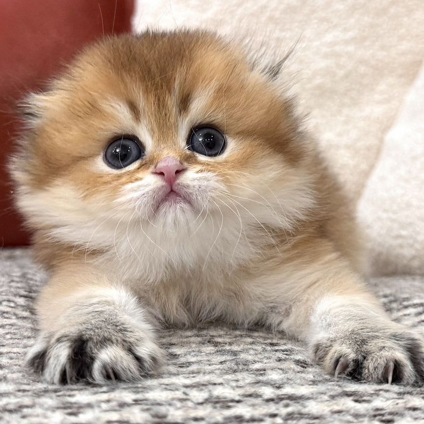 Шотландский вислоухий длинношёрстный котёнок