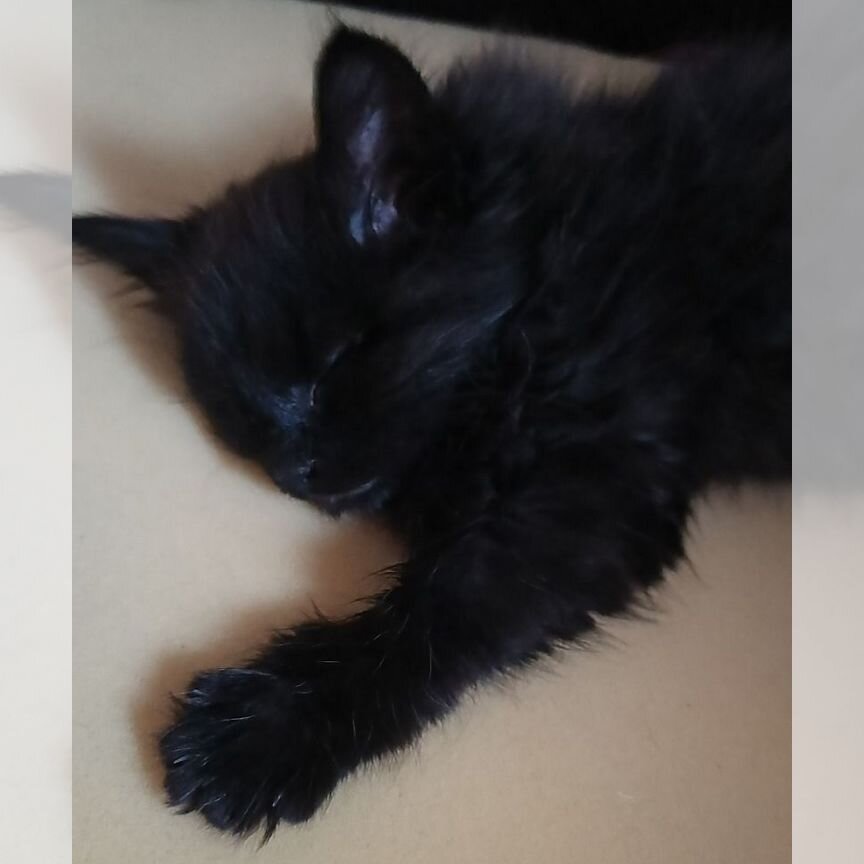 Русский голубой котёнок