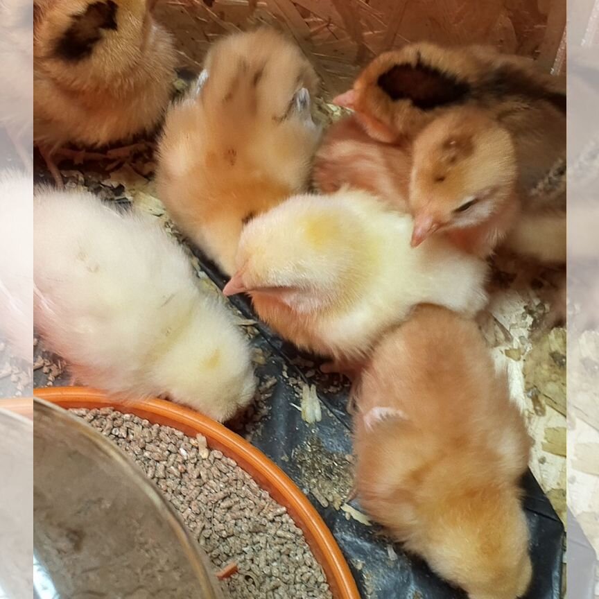 Цыплята несушки