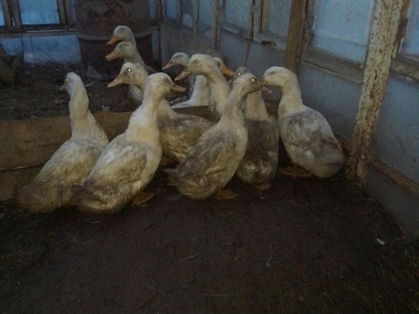 Пекинская утка