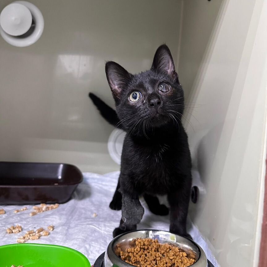 Черный котенок Маффин в добрые руки