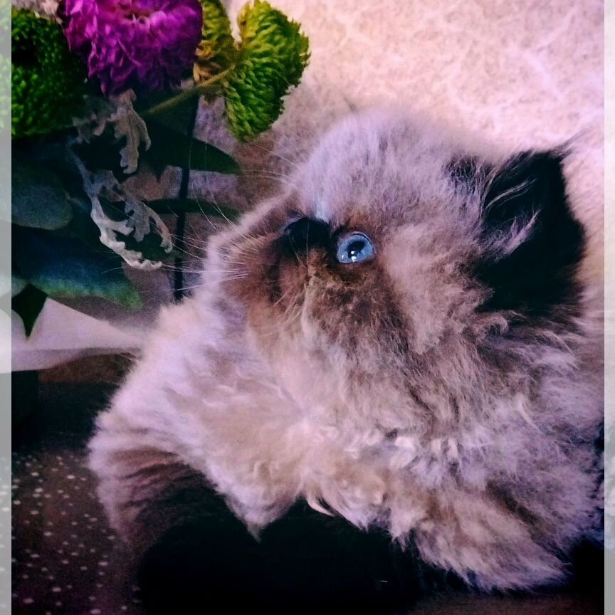 Персидский котёнок