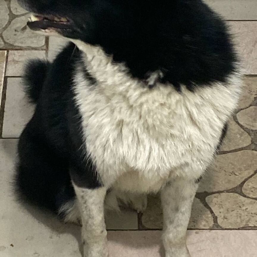 Найдена собака