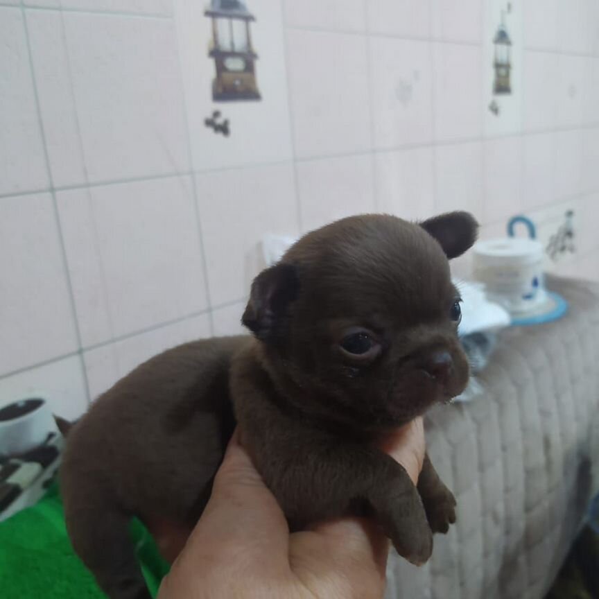 Щенки чихуахуа