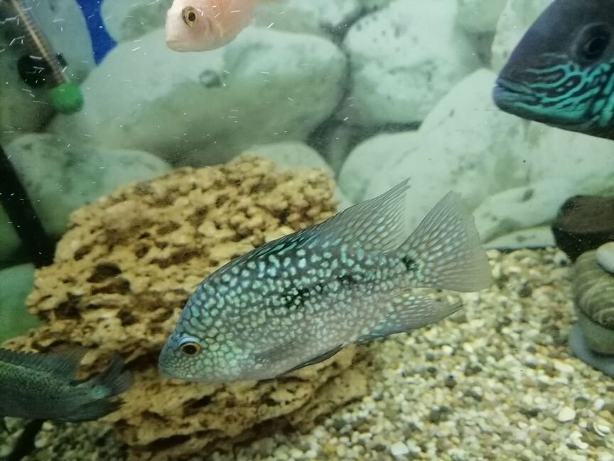 Цыхлазома бриллиантовая